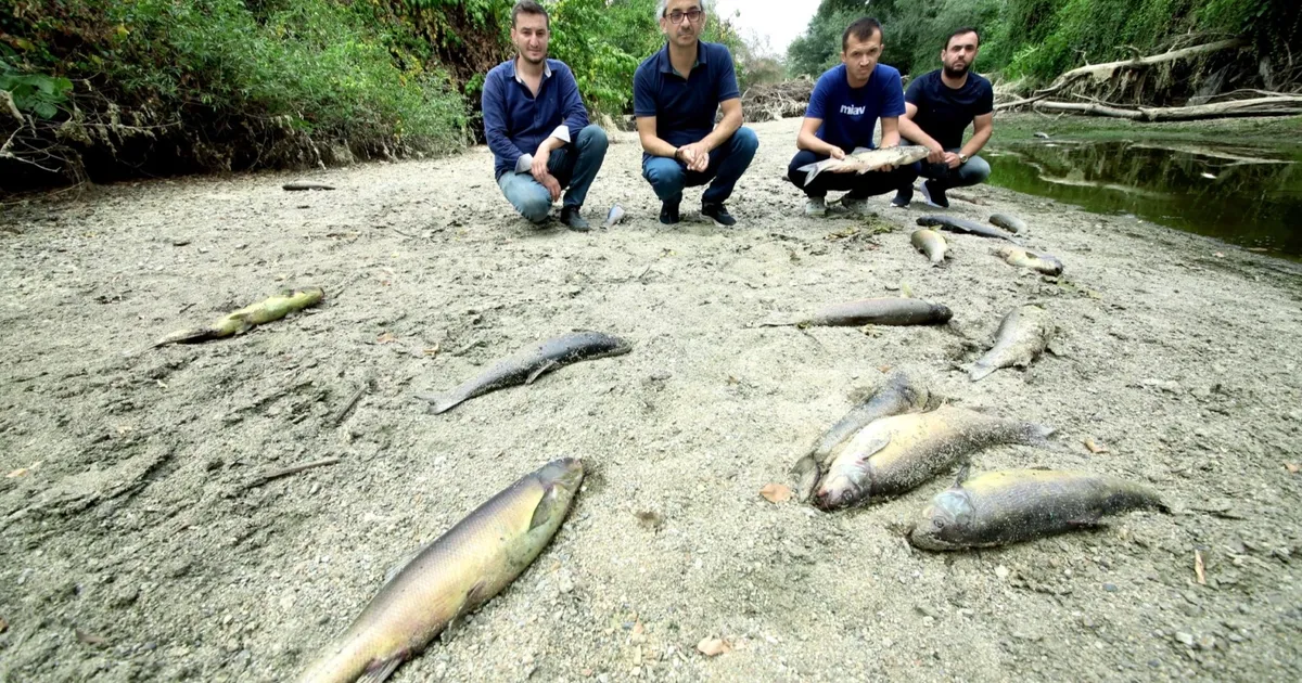 Yenişehir Kocasu’da ekosistem çöktü - TOURISMJOURNAL